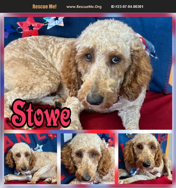 ADOPT 23070400301 ~ Poodle Rescue ~ Hatfield, PA