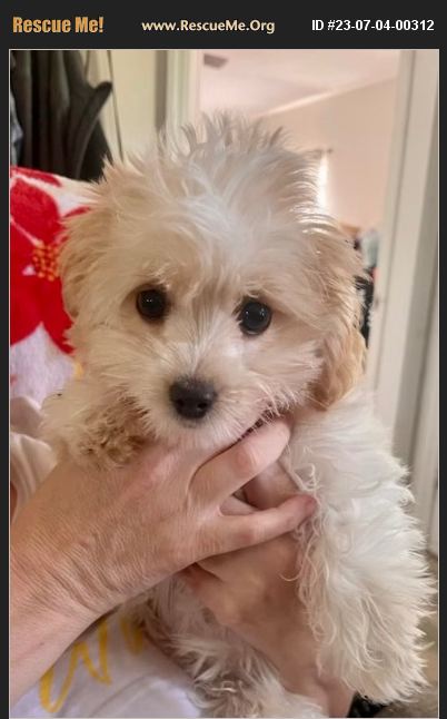 ADOPT 23070400312 ~ Maltese Rescue ~ Fort Myers, FL