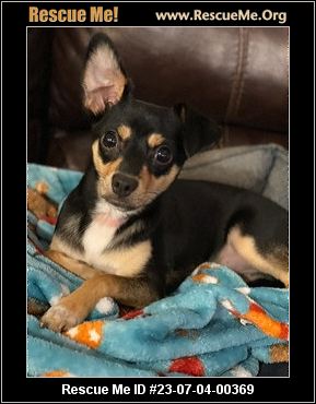 - California Miniature Pinscher Rescue - ADOPTIONS - Rescue Me!