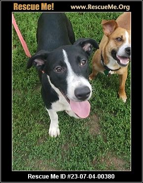 - Wisconsin Dog Rescue - ADOPTIONS - Rescue Me!