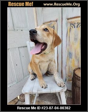 - Wisconsin Dog Rescue - ADOPTIONS - Rescue Me!