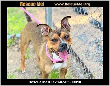 - Washington Pit Bull Rescue - ADOPTIONS - Rescue Me!
