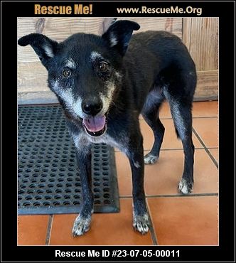 - Georgia Border Collie Rescue - ADOPTIONS - Rescue Me!