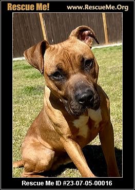 - Georgia Boxer Rescue - ADOPTIONS - Rescue Me!