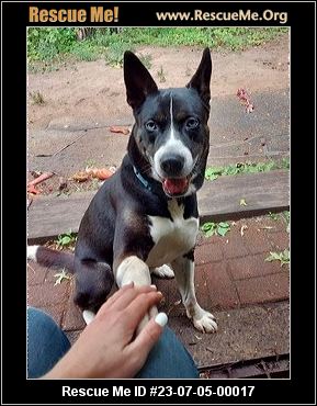 - Rhode Island Dog Rescue - ADOPTIONS - Rescue Me!