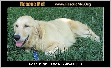 - Indiana Golden Retriever Rescue - ADOPTIONS - Rescue Me!