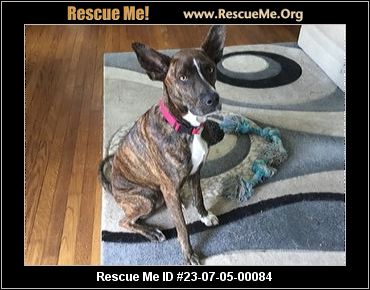 - Tennessee Dog Rescue - ADOPTIONS - Rescue Me!