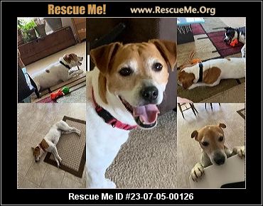 - Texas Jack Russell Rescue - ADOPTIONS - Rescue Me!
