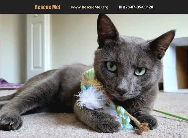 ADOPT 23070500128 ~ Russian Blue Rescue ~ Riverview, FL