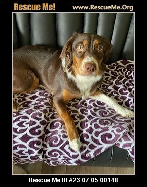- Virginia Australian Shepherd Rescue - ADOPTIONS - Rescue Me!