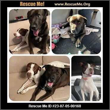 - Pennsylvania Dog Rescue - ADOPTIONS - Rescue Me!