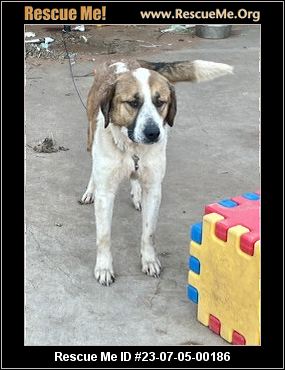 - Texas Saint Bernard Rescue - ADOPTIONS - Rescue Me!