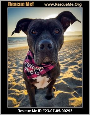 - California Pit Bull Rescue - ADOPTIONS - Rescue Me!