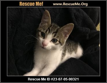 - Michigan Cat Rescue - ADOPTIONS - Rescue Me!