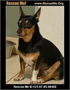 - California Miniature Pinscher Rescue - ADOPTIONS - Rescue Me!