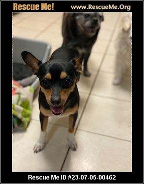 - California Miniature Pinscher Rescue - ADOPTIONS - Rescue Me!