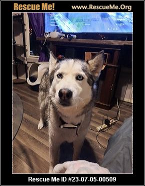 - Ohio Siberian Husky Rescue - ADOPTIONS - Rescue Me!