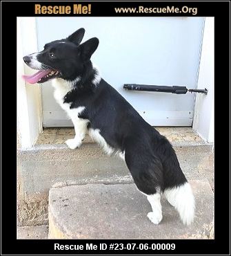 - Texas Corgi Rescue - ADOPTIONS - Rescue Me!