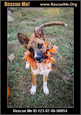 - Tennessee Boxer Rescue - ADOPTIONS - Rescue Me!