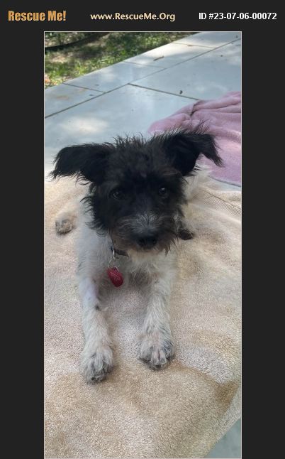 ADOPT 23070600072 ~ Poodle Rescue ~ Pensacola, FL