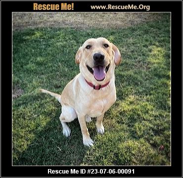 - Arizona Lab Rescue - ADOPTIONS - Rescue Me!