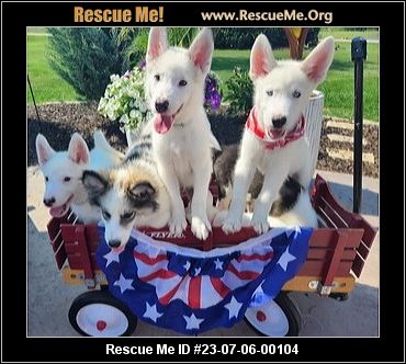 - Wisconsin Dog Rescue - ADOPTIONS - Rescue Me!