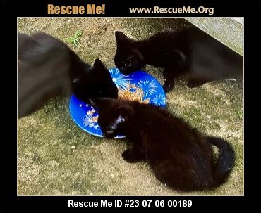 - Virginia Cat Rescue - ADOPTIONS - Rescue Me!