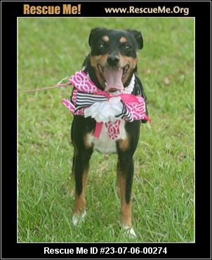 - Georgia Miniature Pinscher Rescue - ADOPTIONS - Rescue Me!