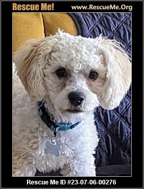 - California Poodle Rescue - ADOPTIONS - Rescue Me!