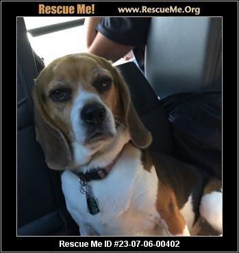 - Pennsylvania Beagle Rescue - ADOPTIONS - Rescue Me!