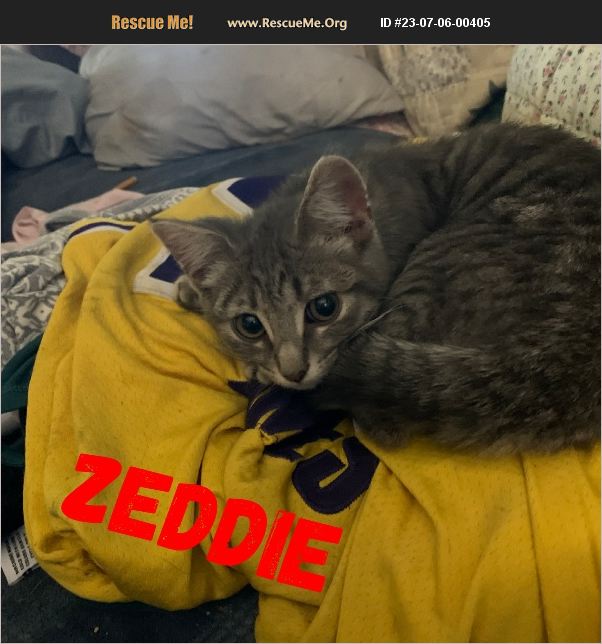 ADOPT 23070600405 ~ Egyptian Mau Rescue ~ Acton, CA