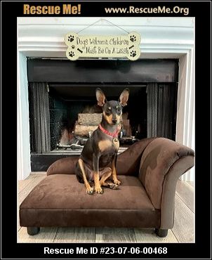 - California Miniature Pinscher Rescue - ADOPTIONS - Rescue Me!