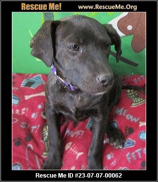- Indiana Dog Rescue - ADOPTIONS - Rescue Me!
