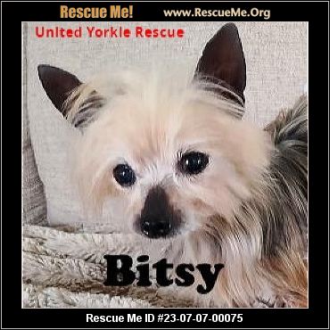 - Texas Yorkie Rescue - ADOPTIONS - Rescue Me!