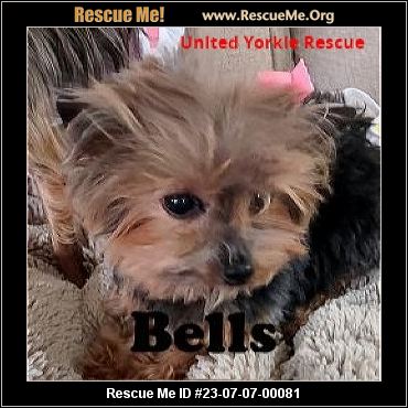 - Texas Yorkie Rescue - ADOPTIONS - Rescue Me!