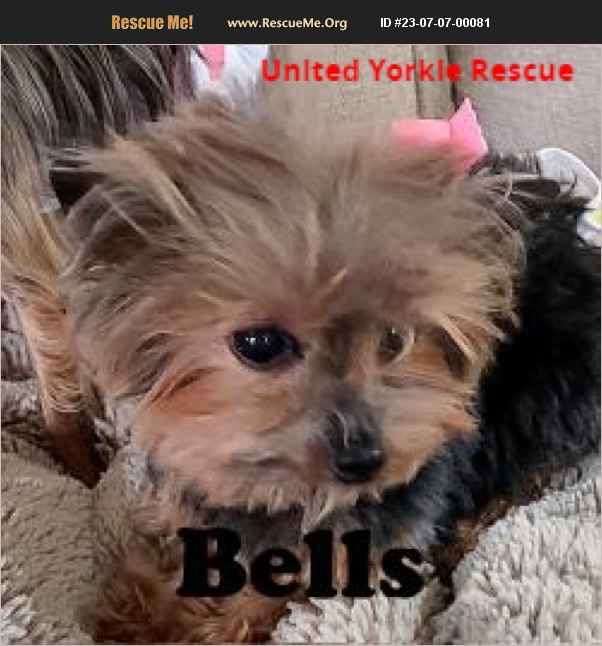 ADOPT 23070700081 ~ Yorkie Rescue ~ Williamson County, TX