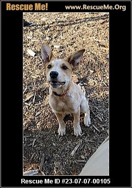 - Minnesota Dog Rescue - ADOPTIONS - Rescue Me!