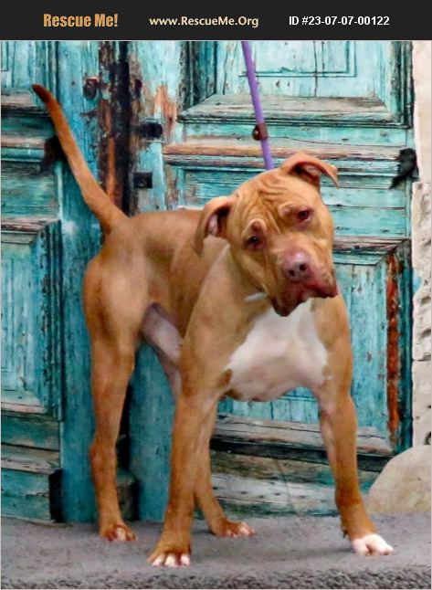 ADOPT 23070700122 ~ Pit Bull Rescue ~ Lexington, VA