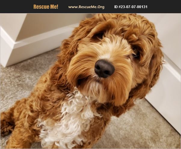 ADOPT 23070700131 ~ Cockapoo Rescue ~ London, Ontario