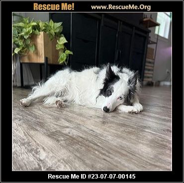 - Florida Border Collie Rescue - ADOPTIONS - Rescue Me!