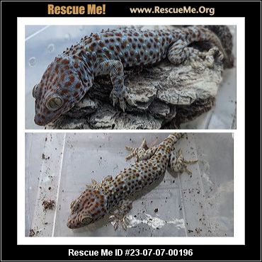 - California Reptile/Amphibian Rescue - ADOPTIONS - Rescue Me!
