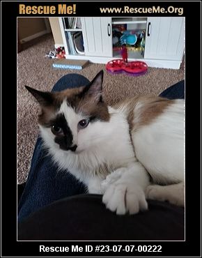 - Missouri Cat Rescue - ADOPTIONS - Rescue Me!