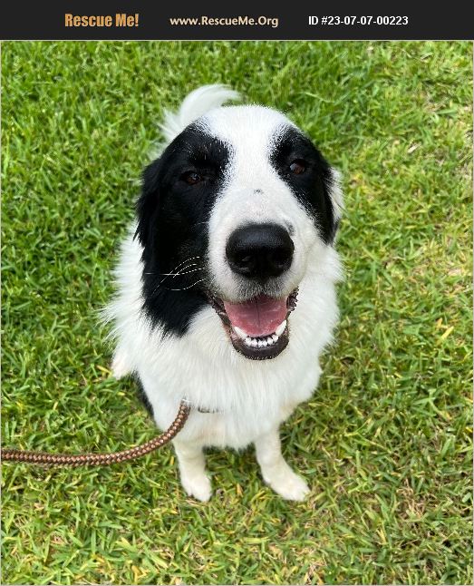 ADOPT 23070700223 ~ Border Collie Rescue ~ Seminole County, FL