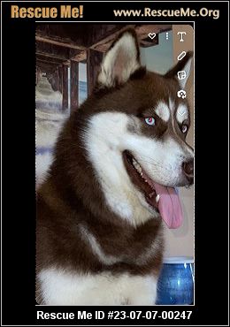 - Ohio Siberian Husky Rescue - ADOPTIONS - Rescue Me!