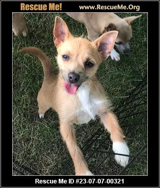 - Minnesota Dog Rescue - ADOPTIONS - Rescue Me!