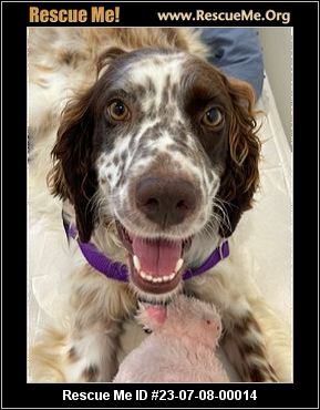 - California English Setter Rescue - ADOPTIONS - Rescue Me!