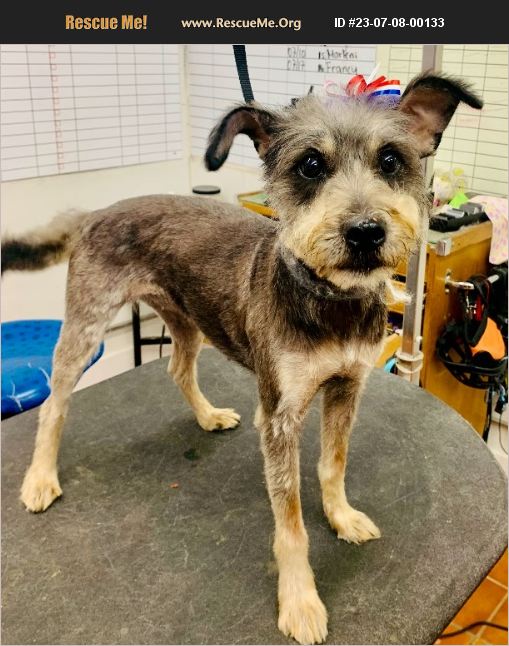 ADOPT 23070800133 ~ Schnauzer Rescue ~ Houston, TX