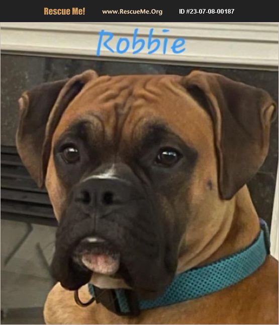 ADOPT 23070800187 ~ Boxer Rescue ~ Tallahassee, FL