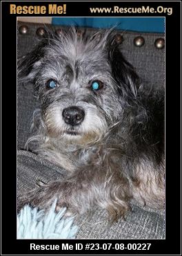 - Texas Schnauzer Rescue - ADOPTIONS - Rescue Me!