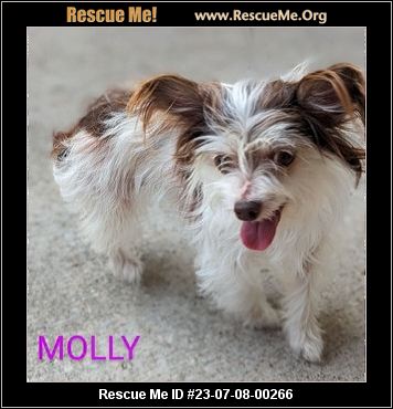 - Texas Yorkie Rescue - ADOPTIONS - Rescue Me!